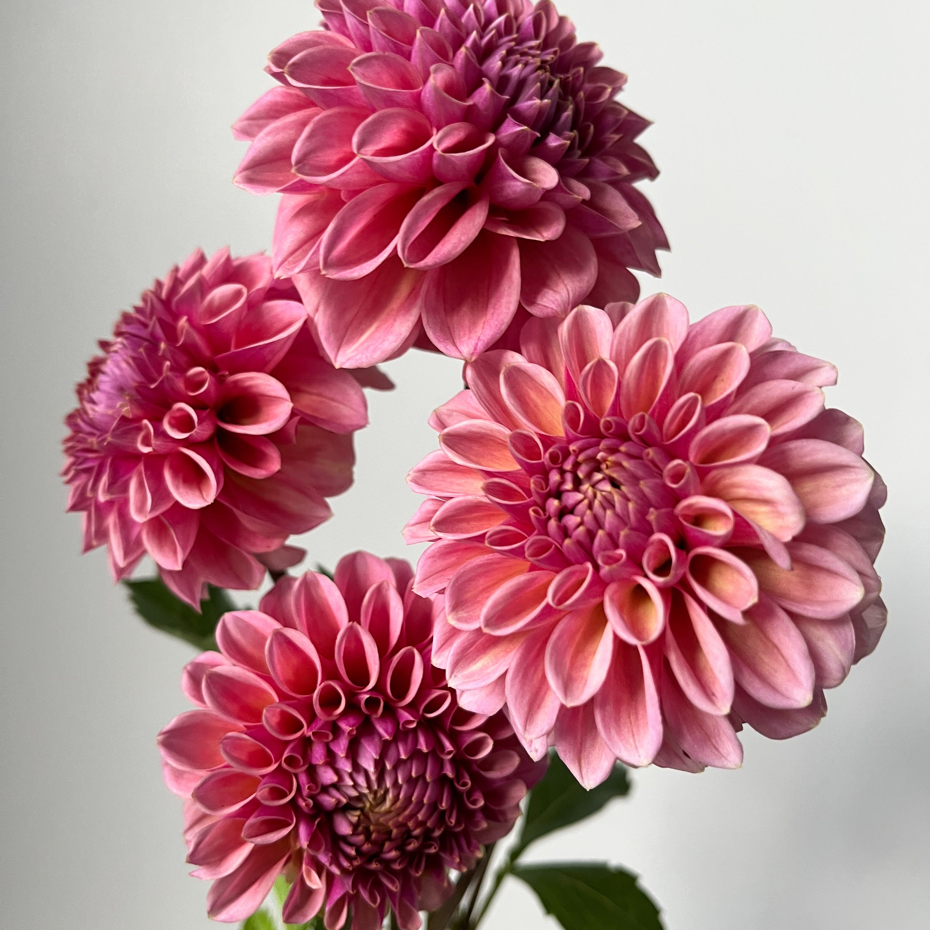 Dahlia 'Bracken Rose' – Fleurelle Flower Farm