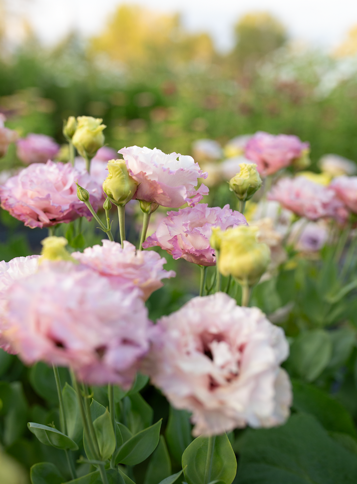 Lisianthus Growing Guide – Fleurelle Flower Farm