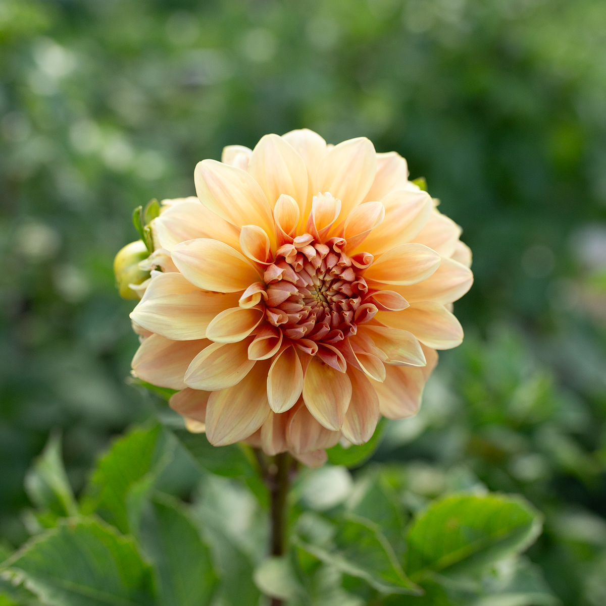 Farm Grown Dahlia Tubers | Shipping Canada Wide! – Fleurelle Flower Farm