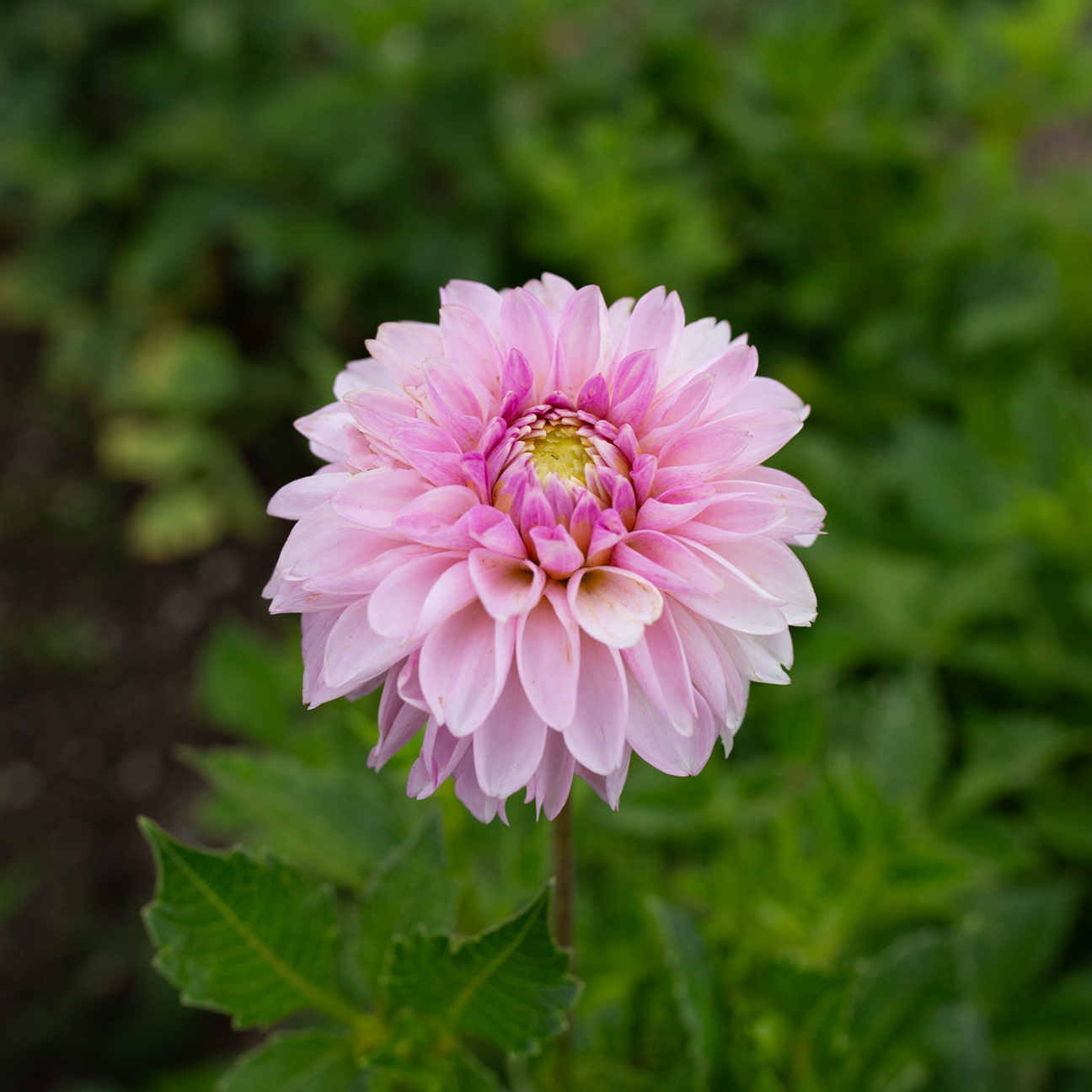 Dahlia 'Skeena Glitter' – Fleurelle Flower Farm