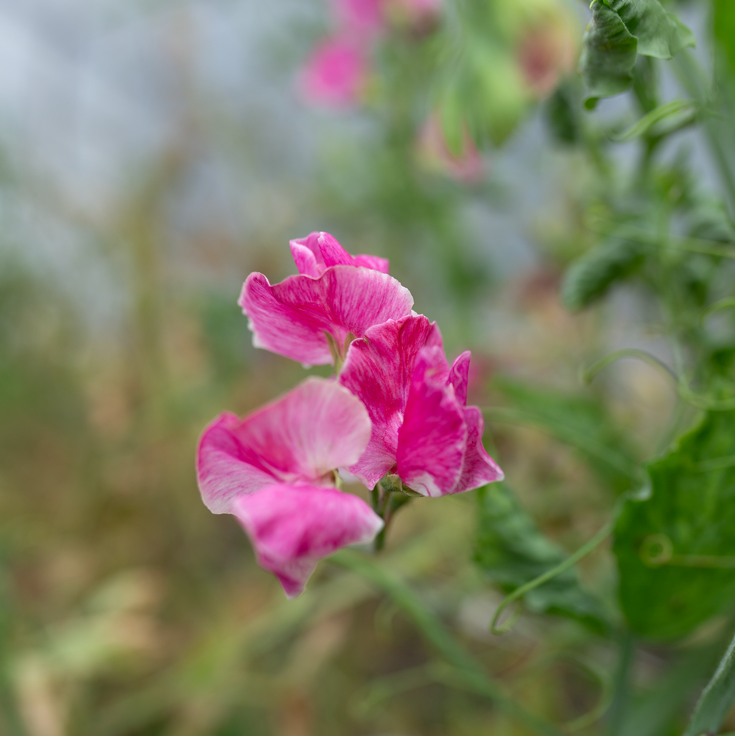 Sweet Pea 'Rosé' – Fleurelle Flower Farm