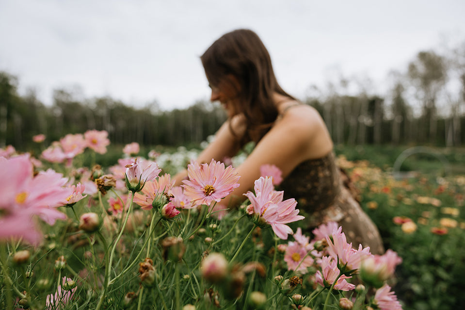 Lisianthus Guide de Culture – Fleurelle Flower Farm